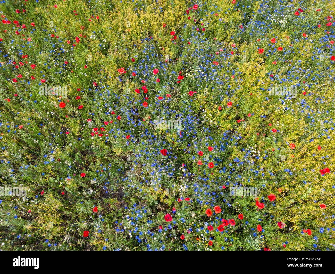 Aerial view of a flower meadow Stock Photo - Alamy