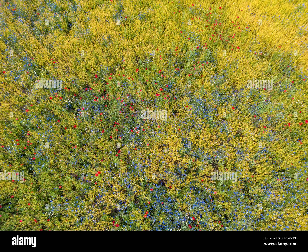 Aerial view of a flower meadow Stock Photo - Alamy