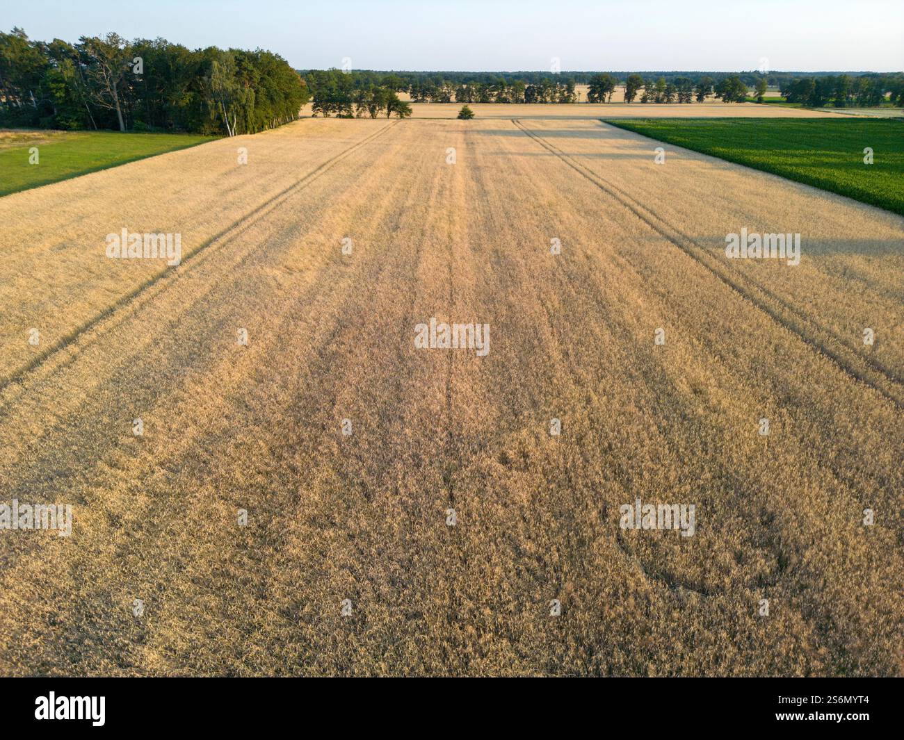 Aerial view of a corn field with triticale Stock Photo - Alamy