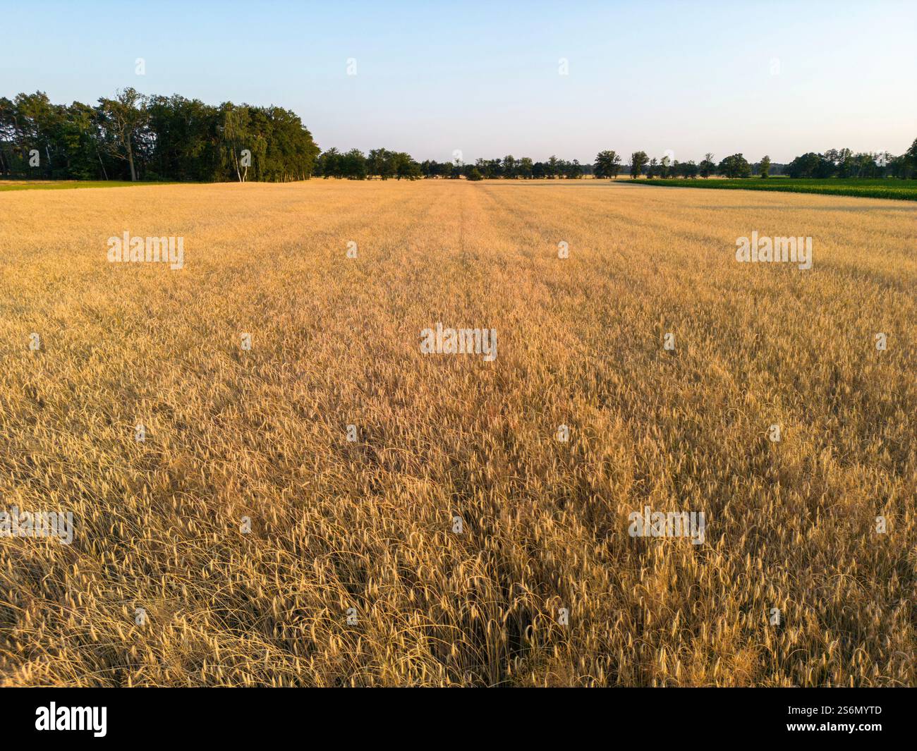 Aerial view of a grain field with triticale Stock Photo - Alamy