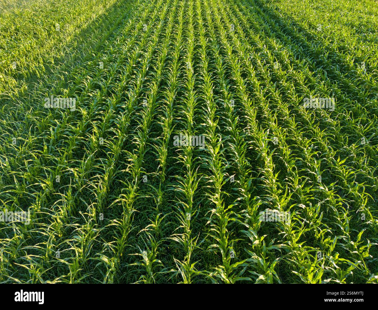 Aerial view of a corn field Stock Photo - Alamy