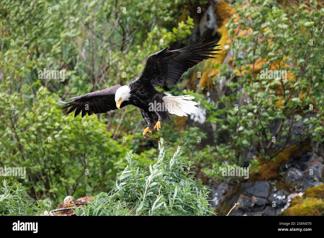 Bald eagle approaching its nest with offspring Stock Photo - Alamy