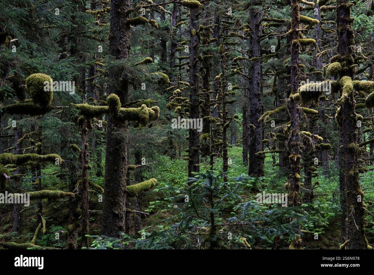 In the rainforest - realm of gnomes, goblins and elves Stock Photo - Alamy