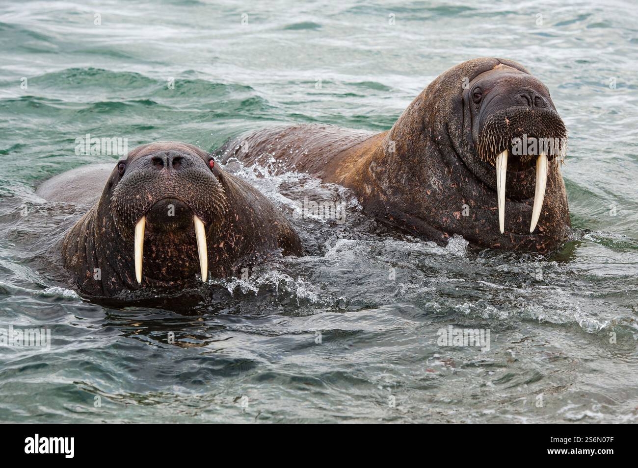 Walruses and two hi-res stock photography and images - Alamy