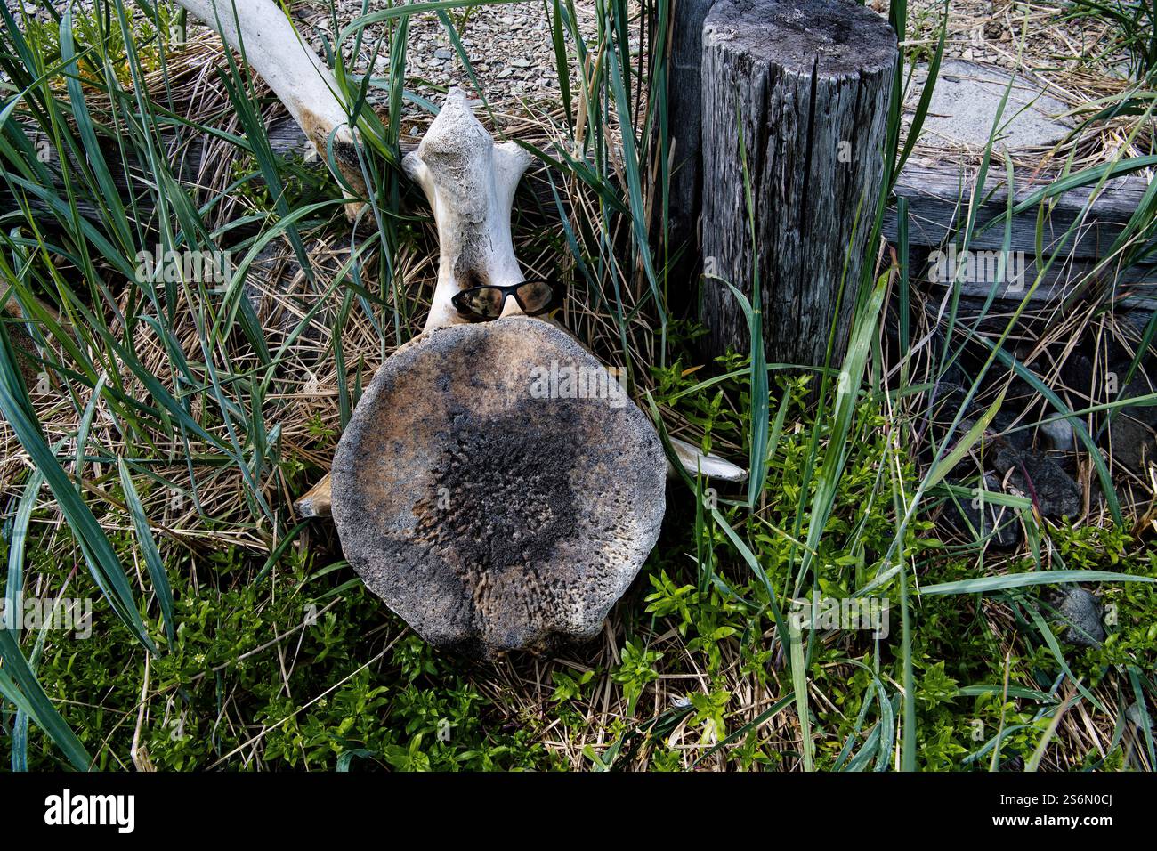 Vertebral body of a whale Stock Photo - Alamy