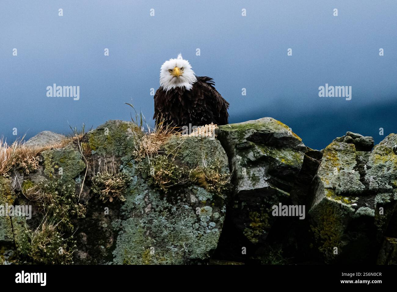 Bald eagle on a cliff Stock Photo - Alamy