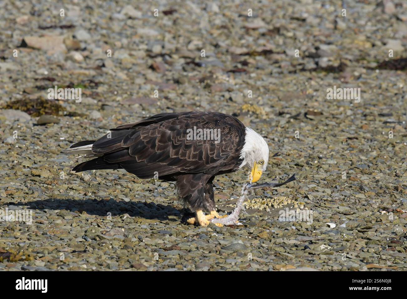 A bald eagle eating the remains of a salmon Stock Photo - Alamy