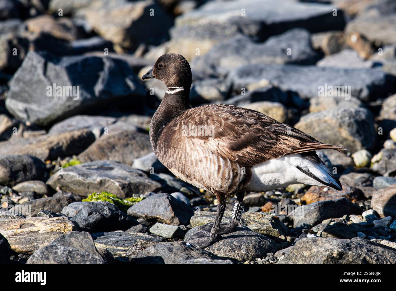 Aleutian lesser white fronted goose glacier bay hi-res stock ...
