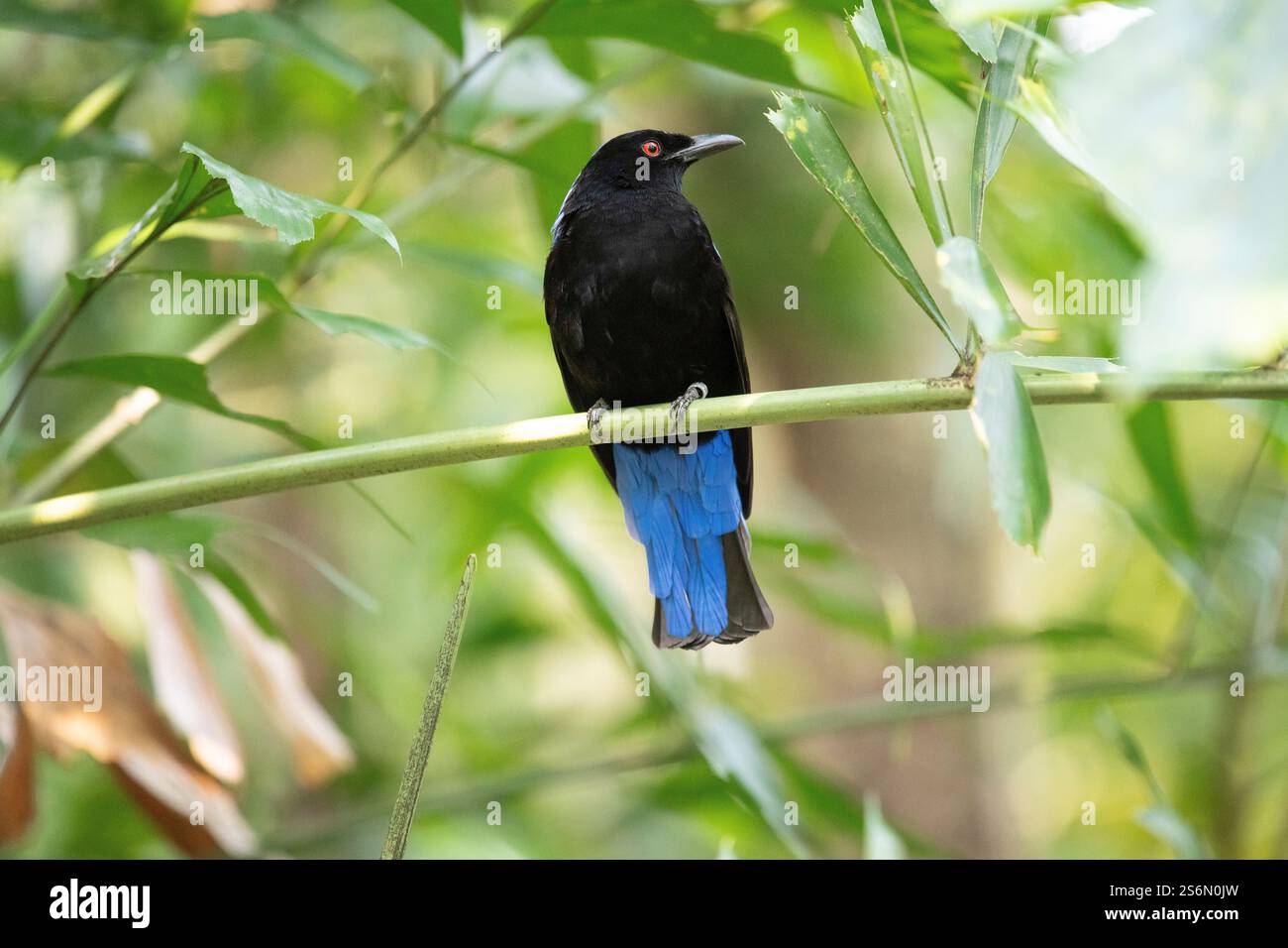 Tropical bird called the ivory bluebird Stock Photo - Alamy