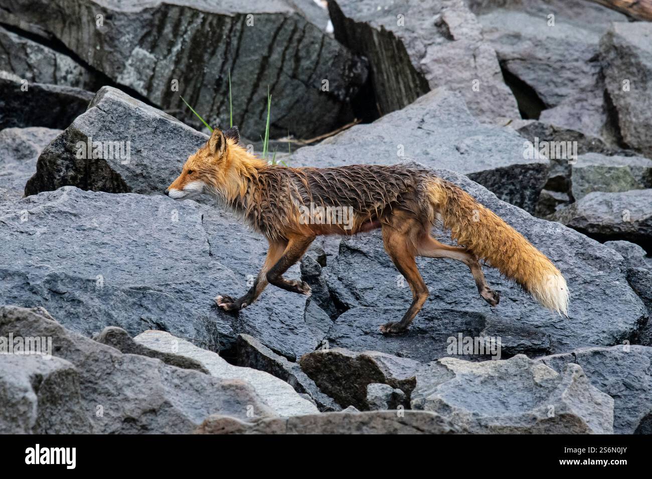 Red fox with magnificent foxtail Stock Photo - Alamy