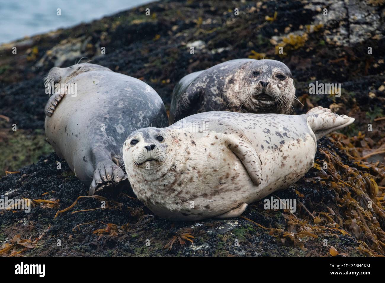 Three seals on the beach Stock Photo - Alamy