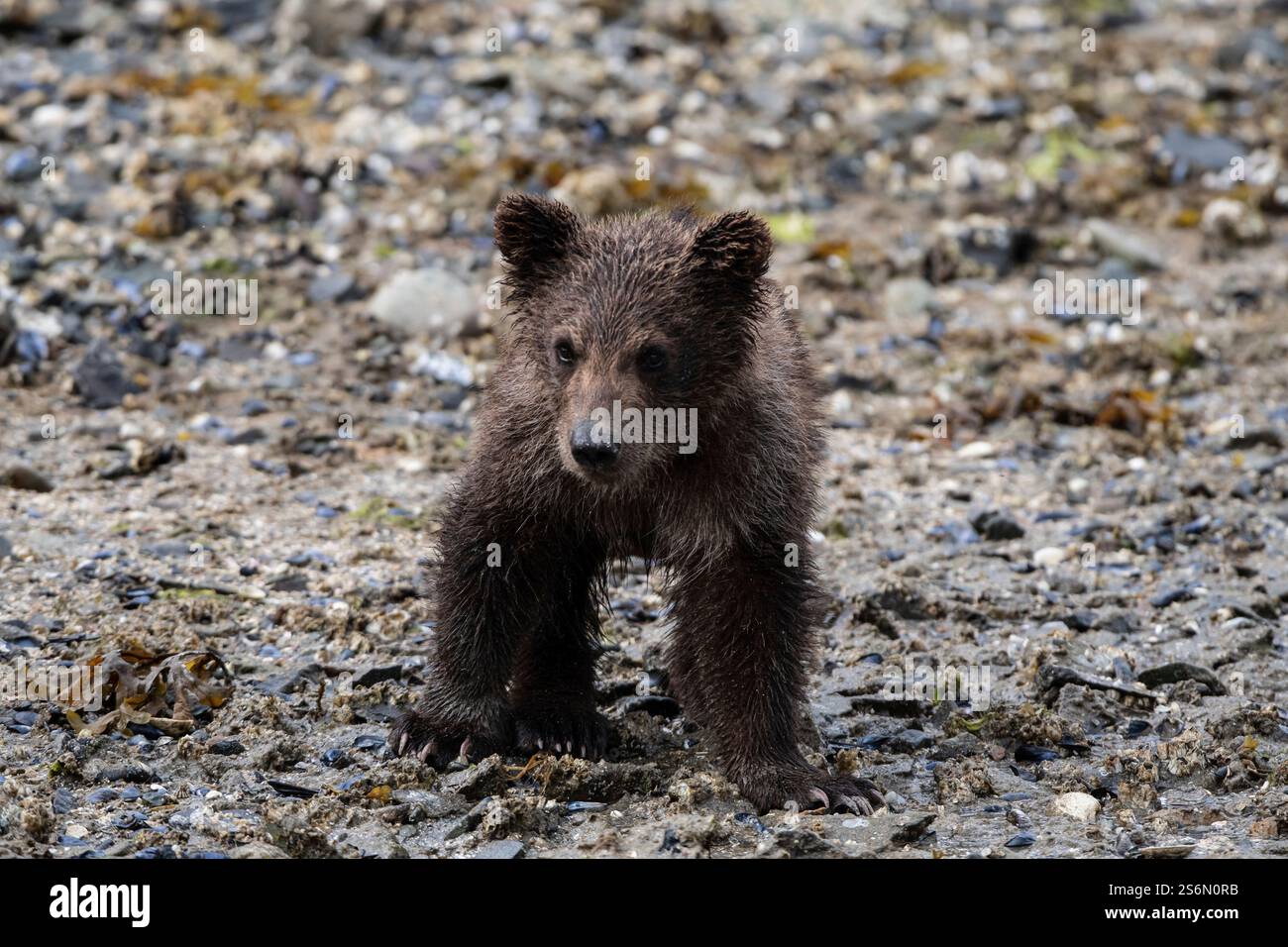 Grizzly cub animal portrait Stock Photo - Alamy