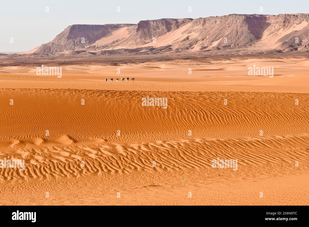 Landscape with shifting sand dunes in the Sahara with a small caravan ...