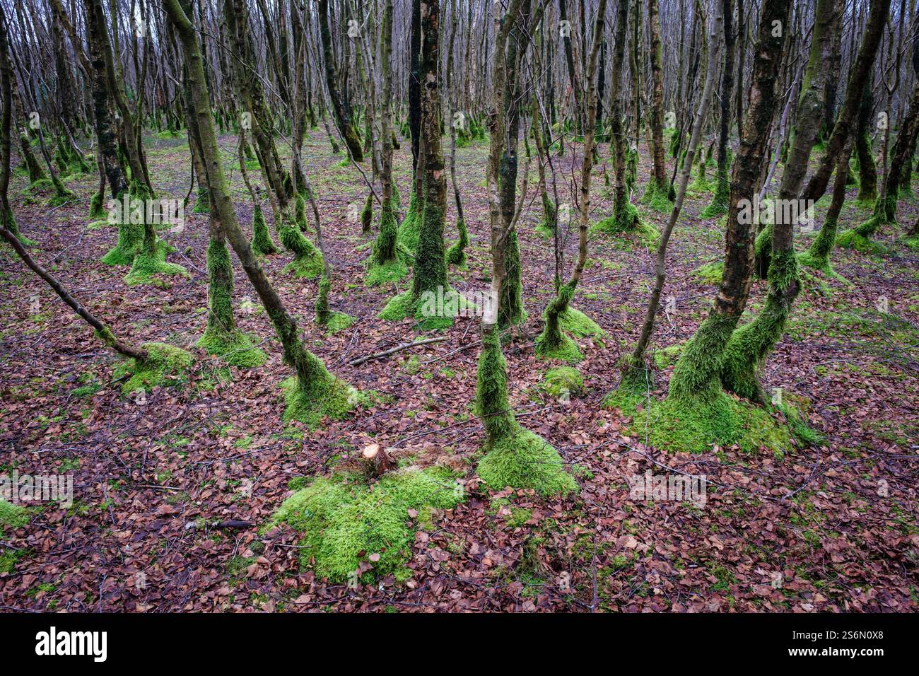 Moss growing on the trunks of silver birch trees, Stanton Moor, Peak ...