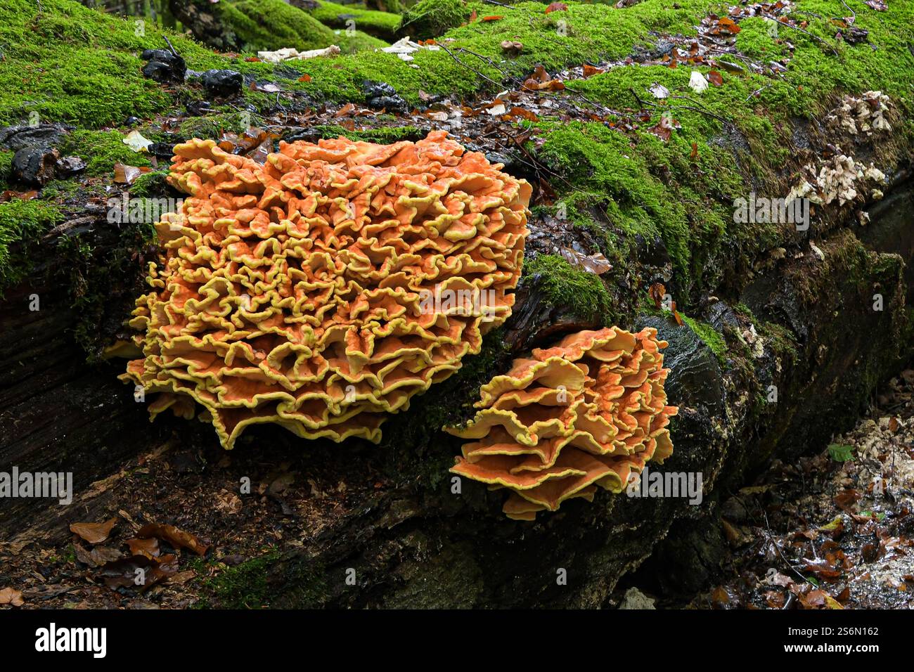 Beautiful large sulphur mushroom, a parasitic fungus Stock Photo - Alamy