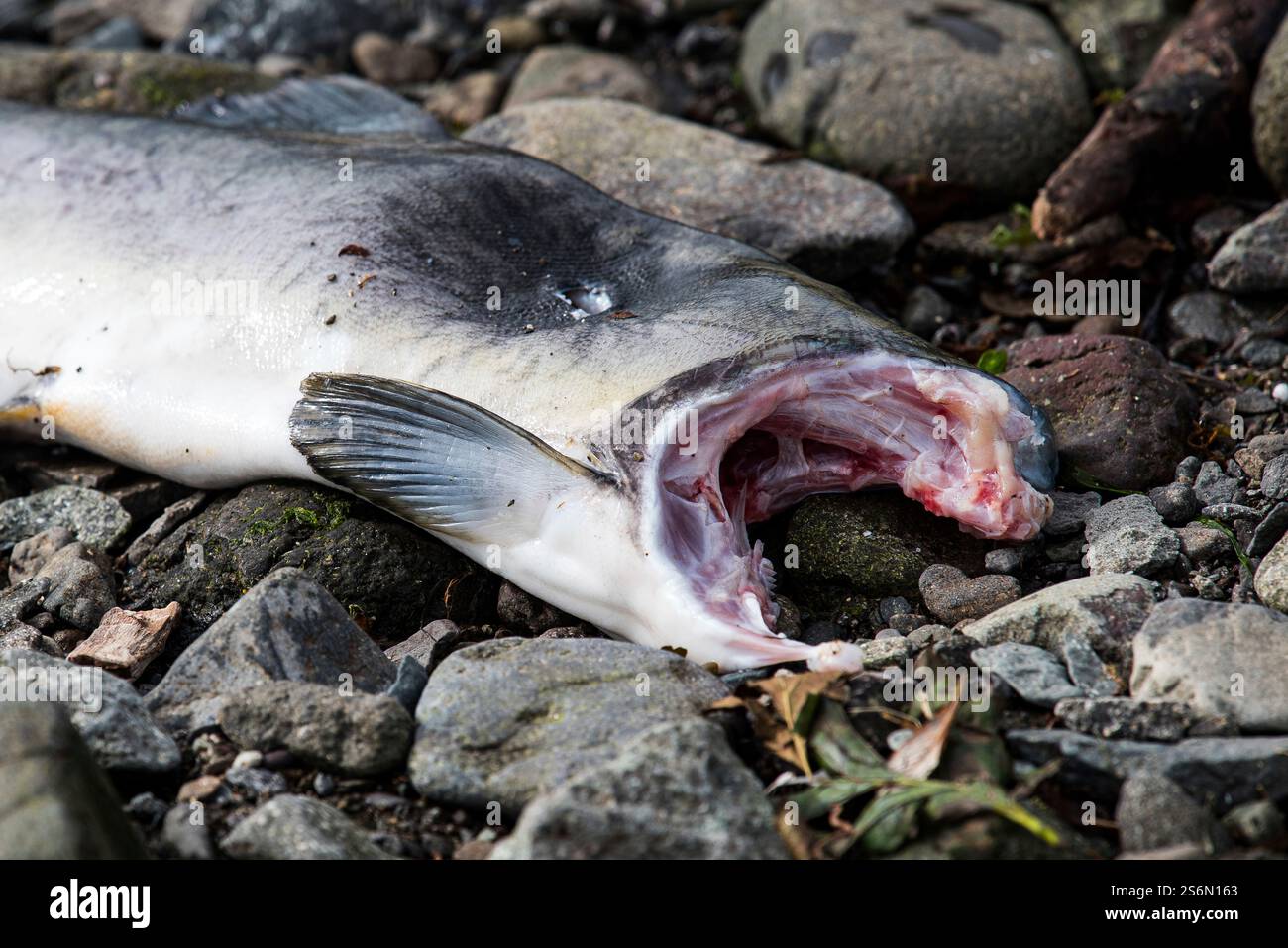 Silver salmon with its head bitten off Stock Photo - Alamy