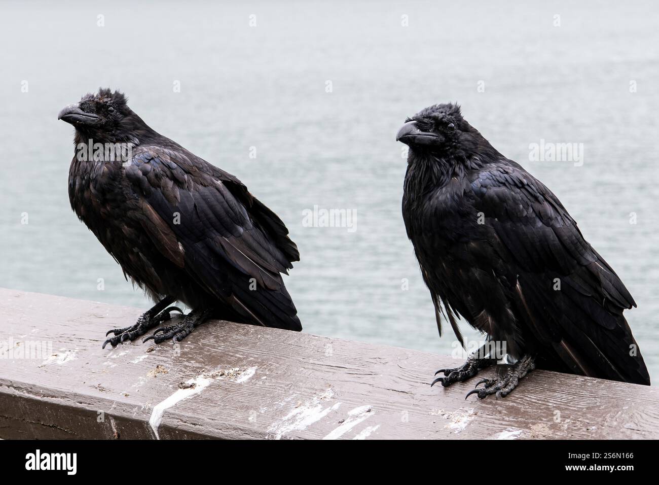Two ravens hi-res stock photography and images - Alamy