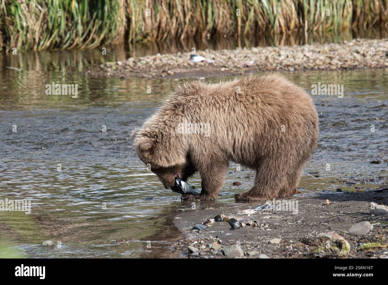 Young grizzly bear with salmon by the river Stock Photo - Alamy