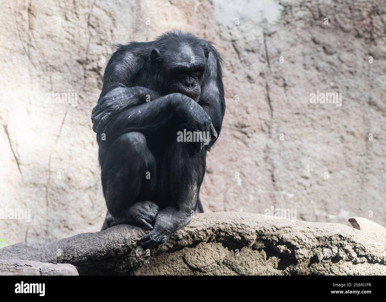 Animal pondering hi-res stock photography and images - Alamy