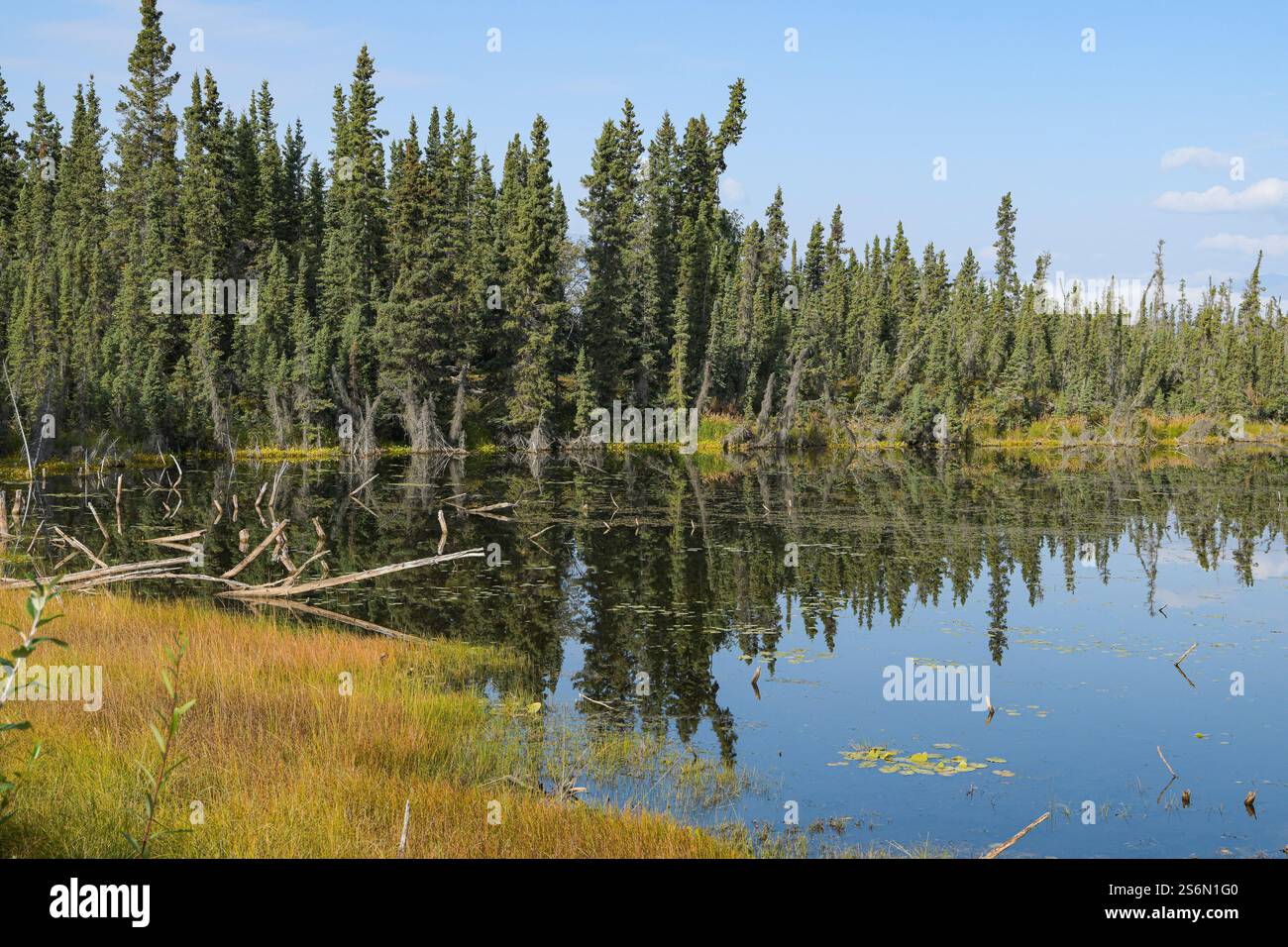Methane release - Thawing permafrost in Alaska Stock Photo - Alamy