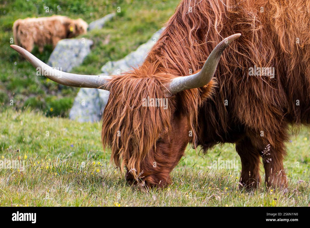Scottish highland grazing hi-res stock photography and images - Alamy