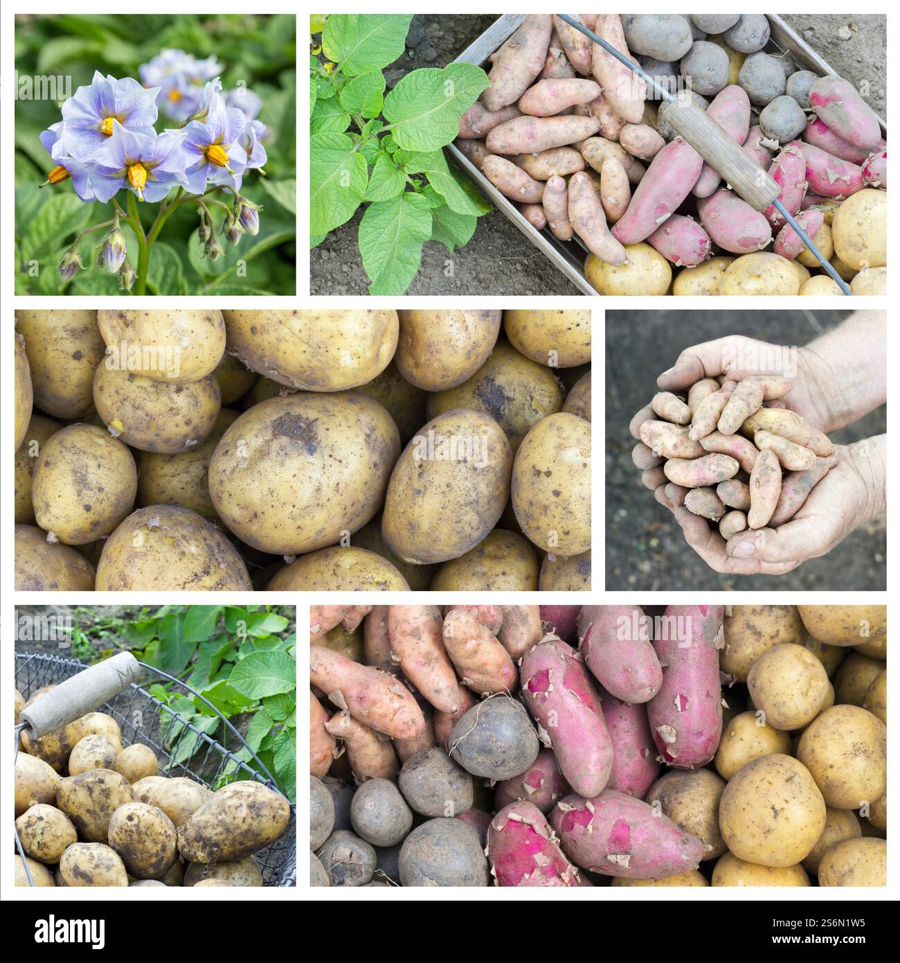 Collage with different potato varieties Stock Photo - Alamy