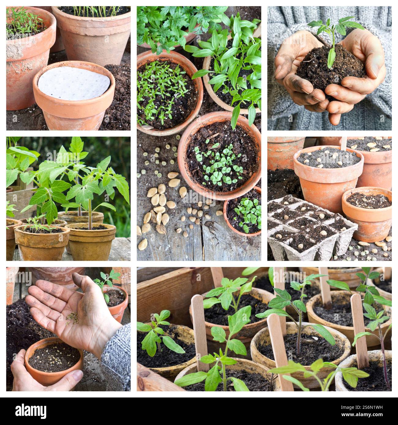 Vegetable plants growing Cut Out Stock Images & Pictures - Alamy