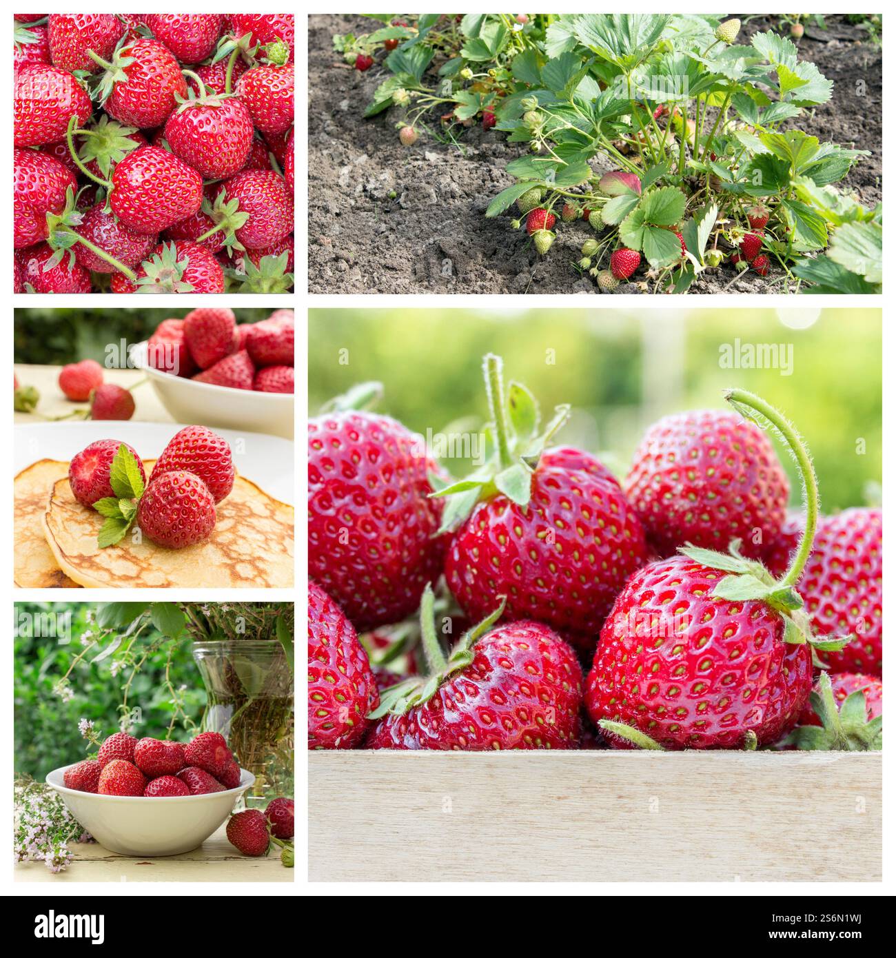 Strawberries collage hi-res stock photography and images - Alamy