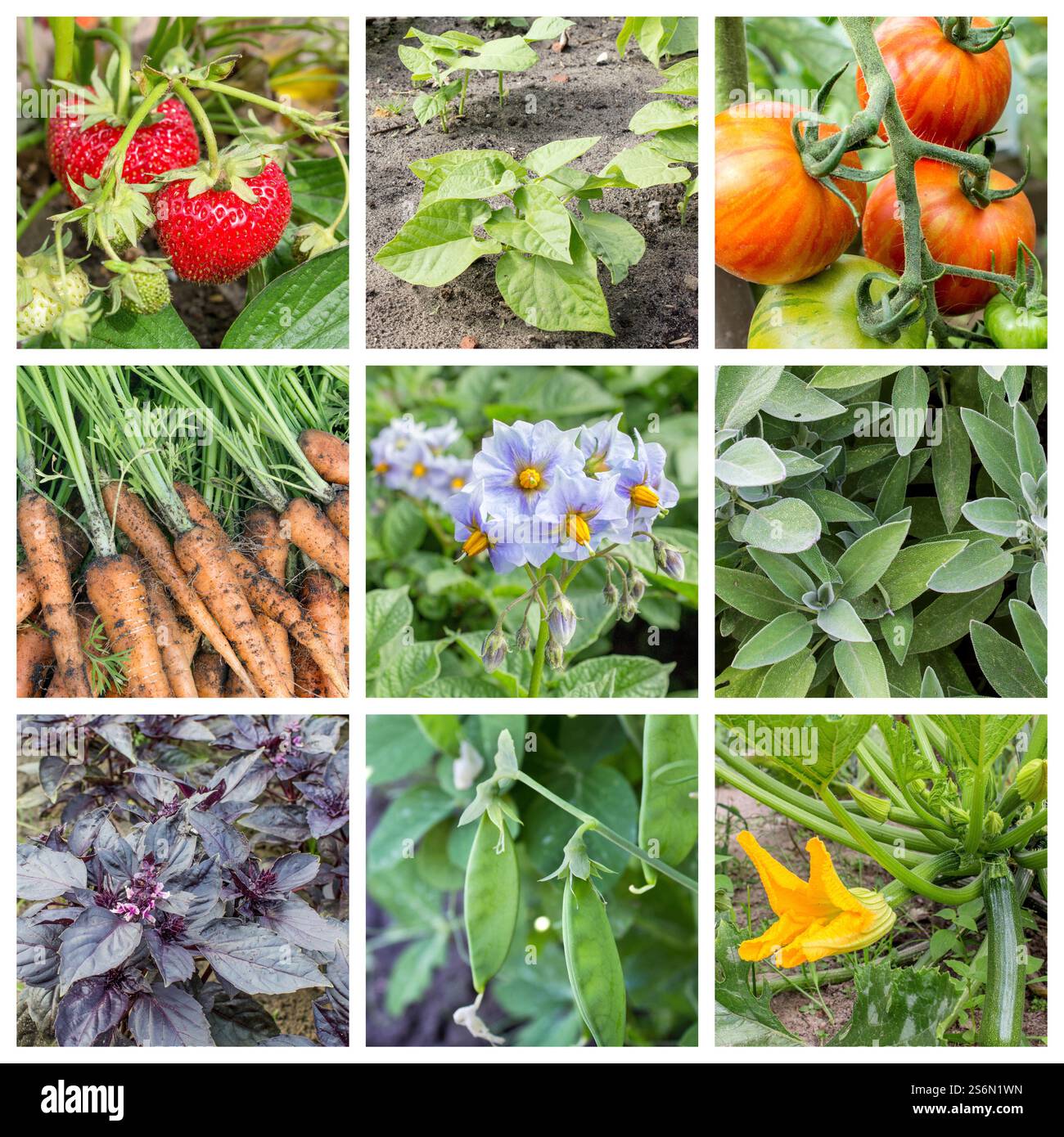 Fruit garden blooming Cut Out Stock Images & Pictures - Alamy