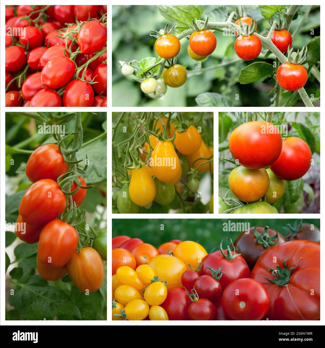 Collage with various tomatoes Stock Photo - Alamy