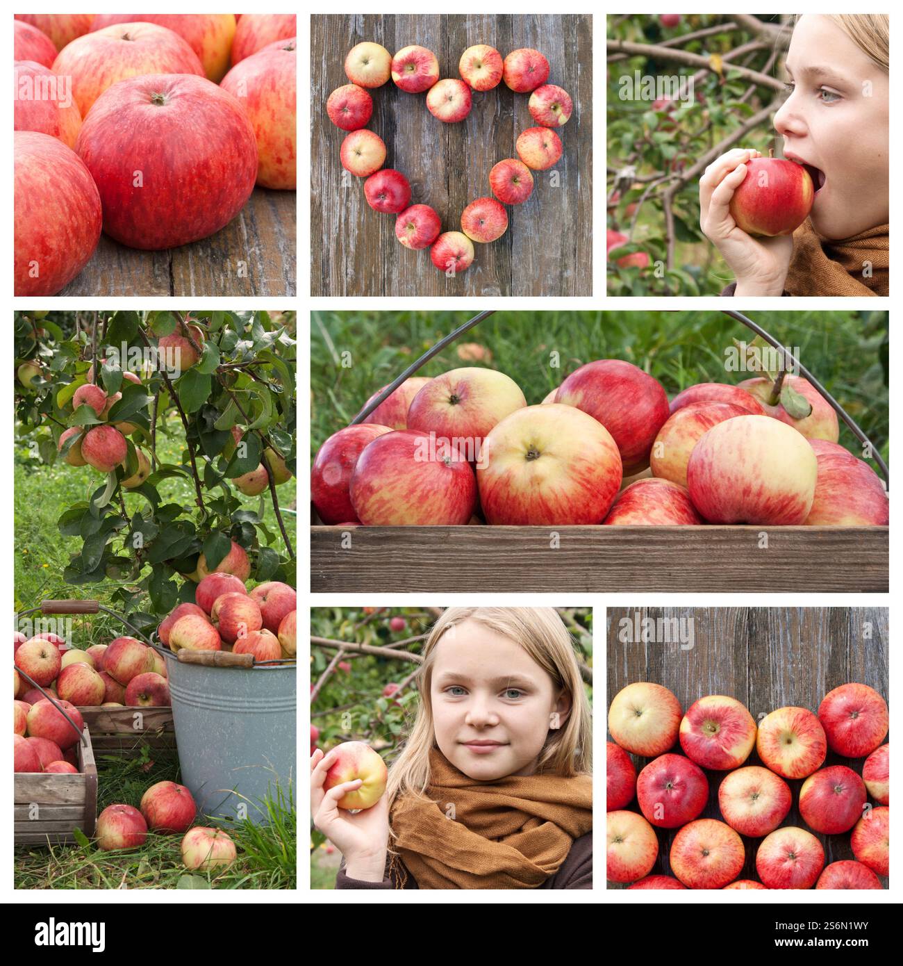 Collage with apples and apple tree Stock Photo - Alamy