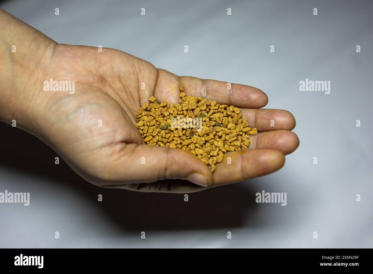 fresh raw fenugreek seeds in palm with white background studio shot ...