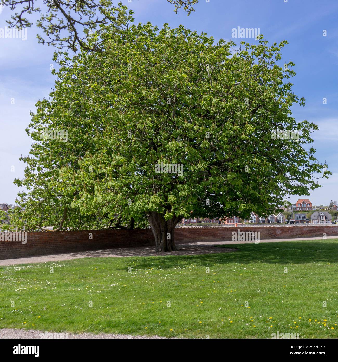 Chestnut tree at Sonderborg Castle in Denmark Stock Photo - Alamy