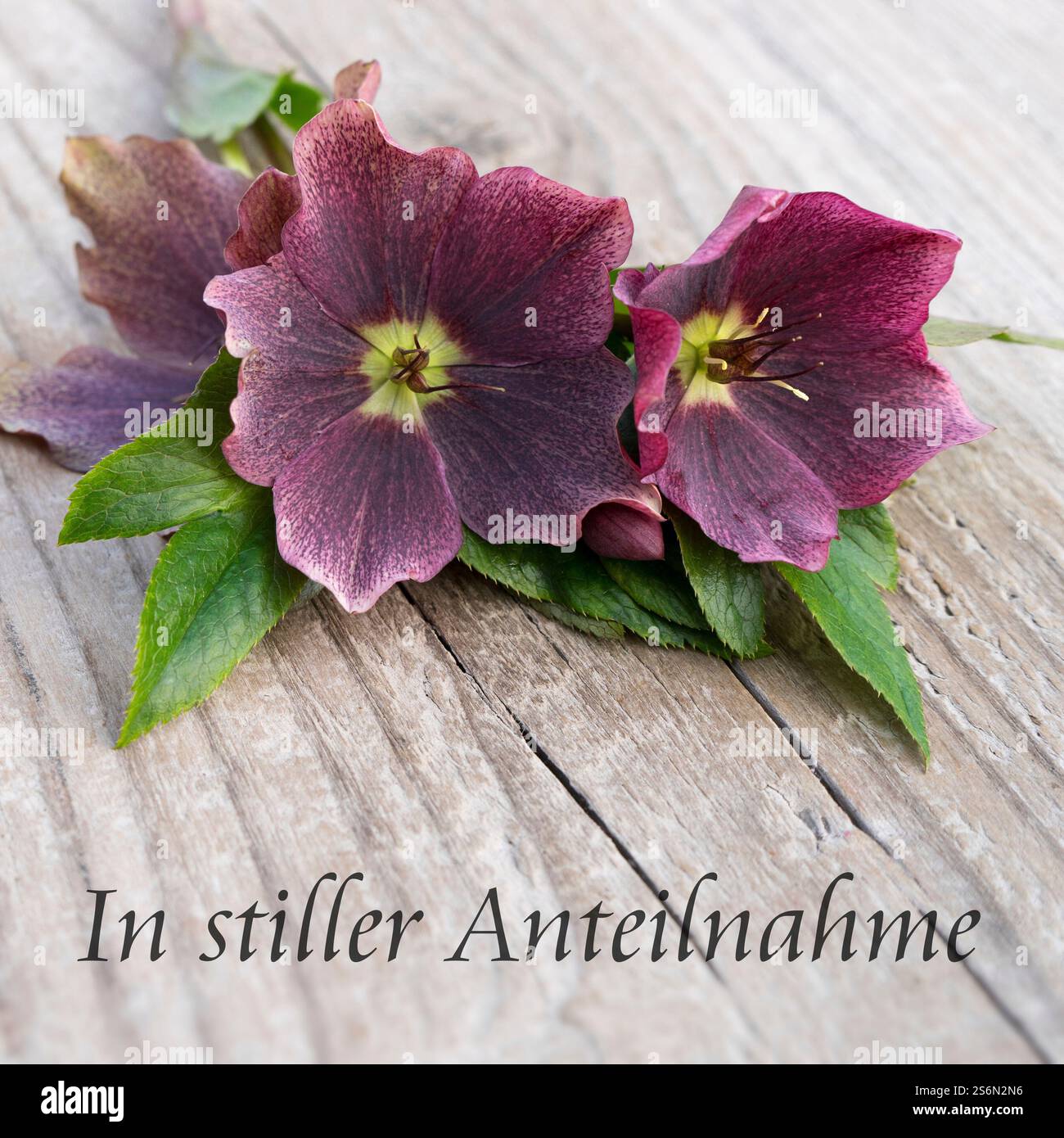 German mourning card with purple Christmas roses Stock Photo - Alamy