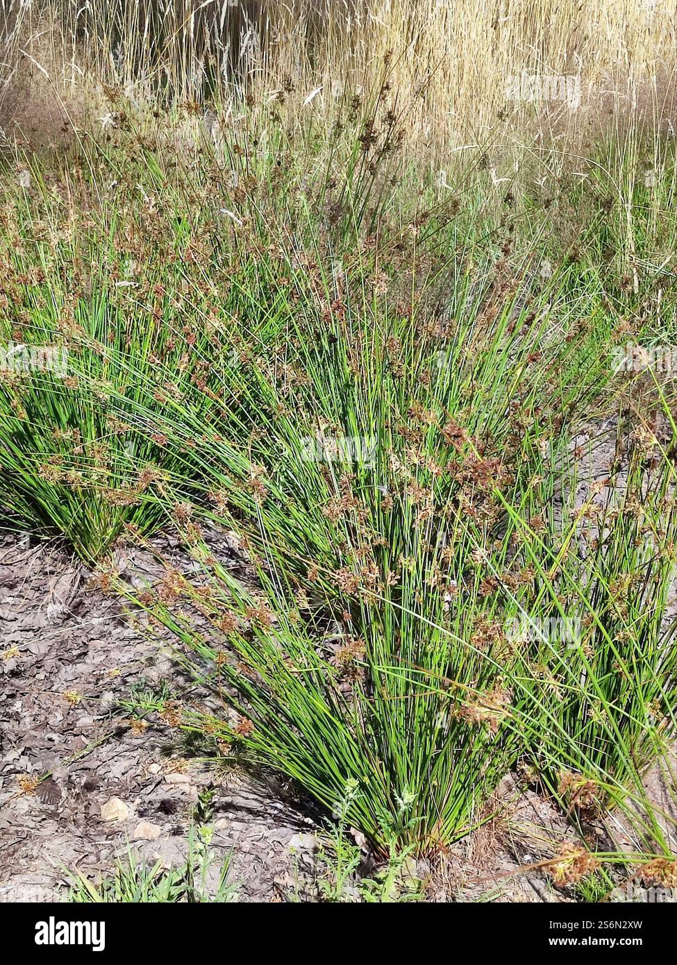 Bulrush grass, Juncus Stock Photo - Alamy