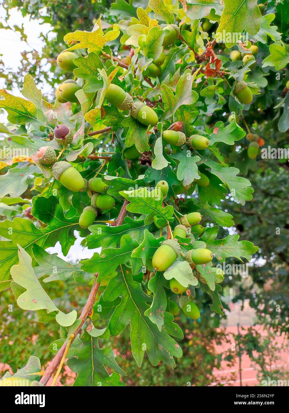 Fruit acorns quercus robur hi-res stock photography and images - Alamy