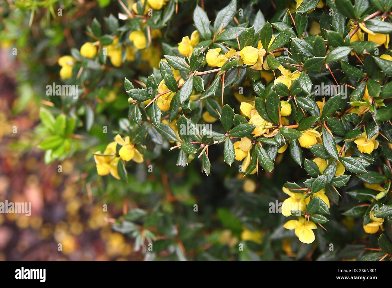 Berry thorns hi-res stock photography and images - Alamy