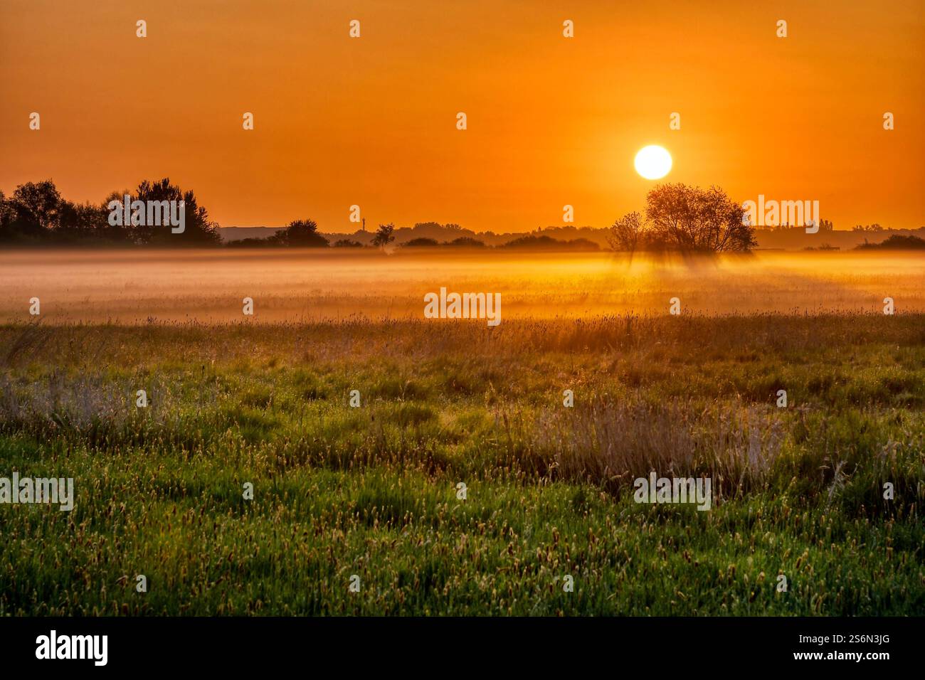 Rising sun over morning mist and meadows in the nature reserve ...