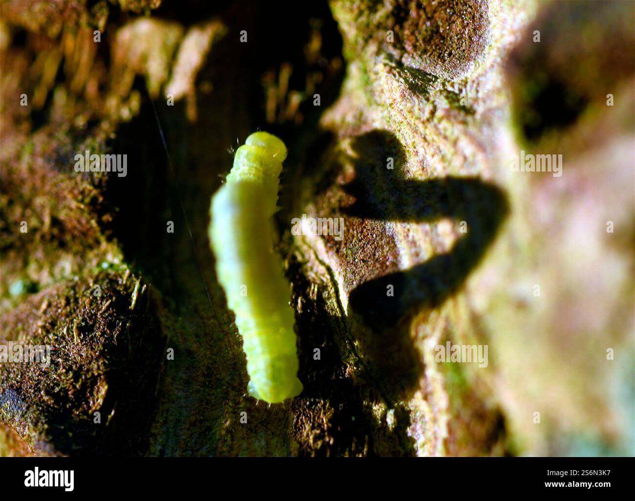 Caterpillar of the oak pest Operophtera brumata with shadow cast Stock ...