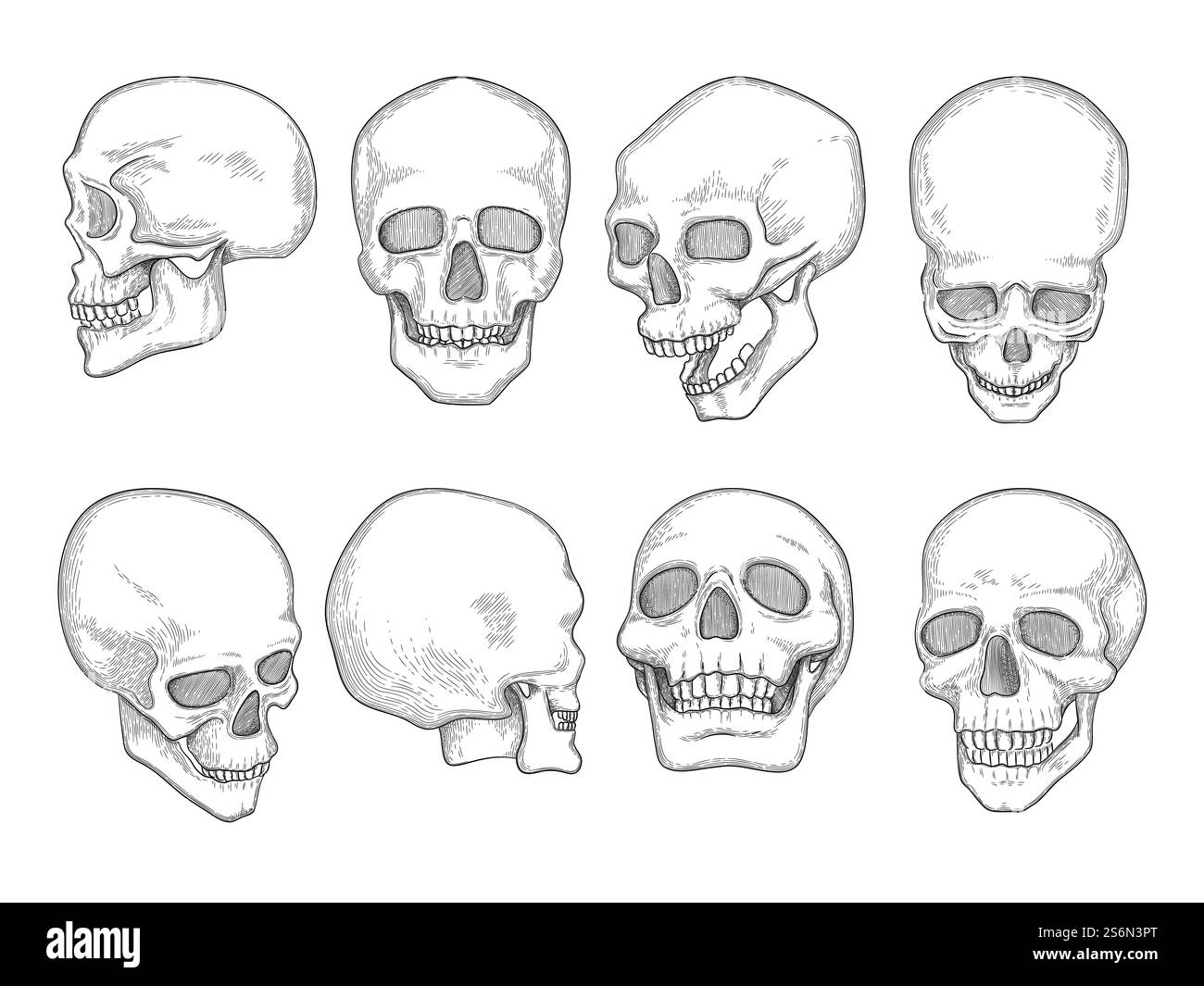 Skulls. Human anatomy bones head skull mouth and eyes vector hand drawn ...