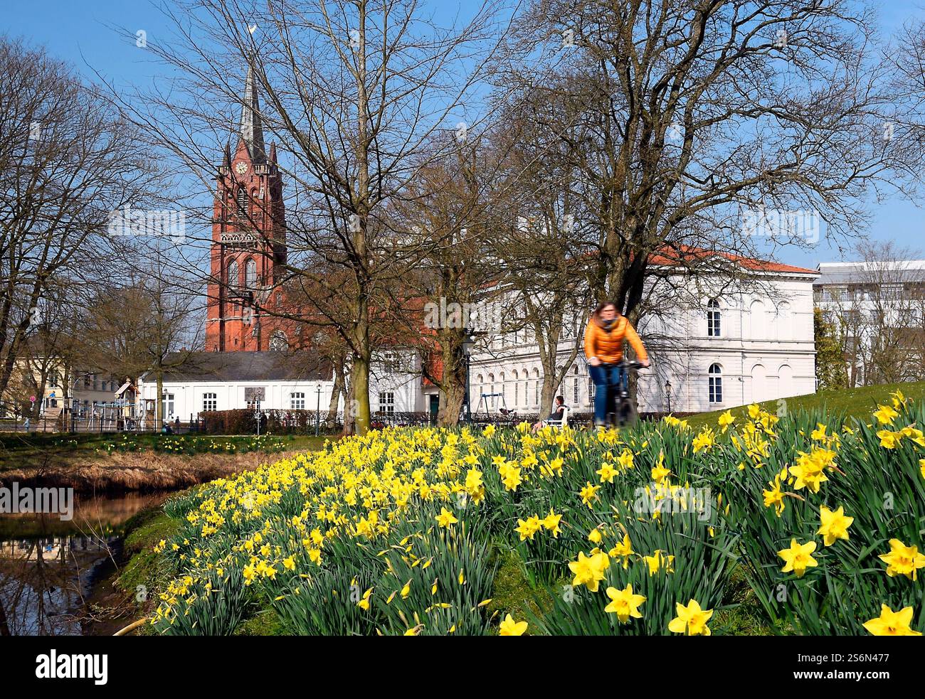 Blooming daffodils in the ramparts of Oldenburg in front of the ...