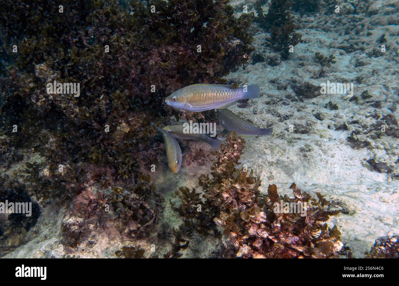 Emerald Parrotfish (Nicholsina usta) the Caribbean Sea Stock Photo - Alamy