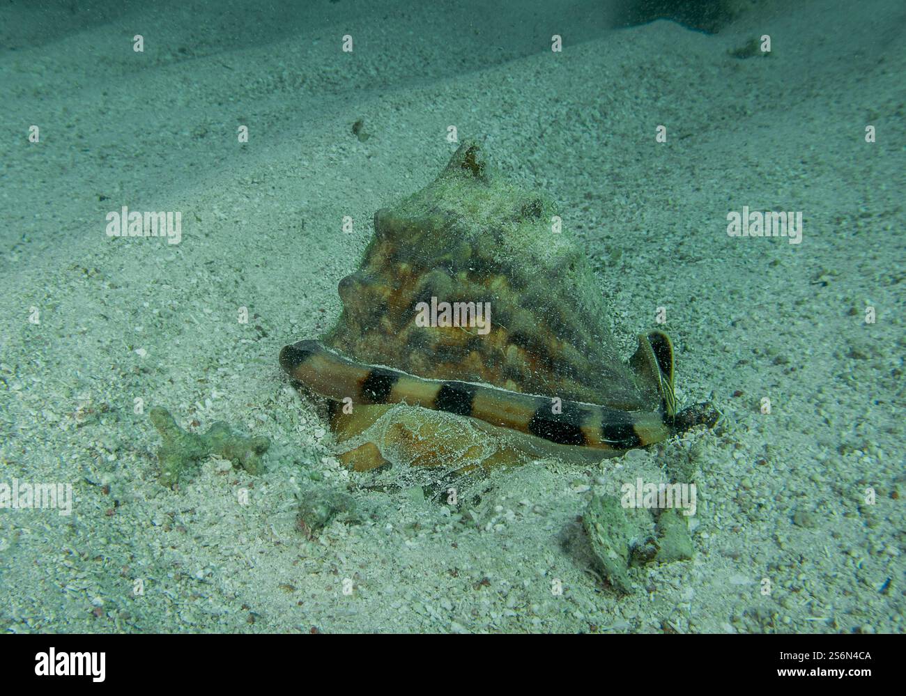 A King Helmet Snail (Cassis tuberosa) in Punta Cana, Dominican Republic ...