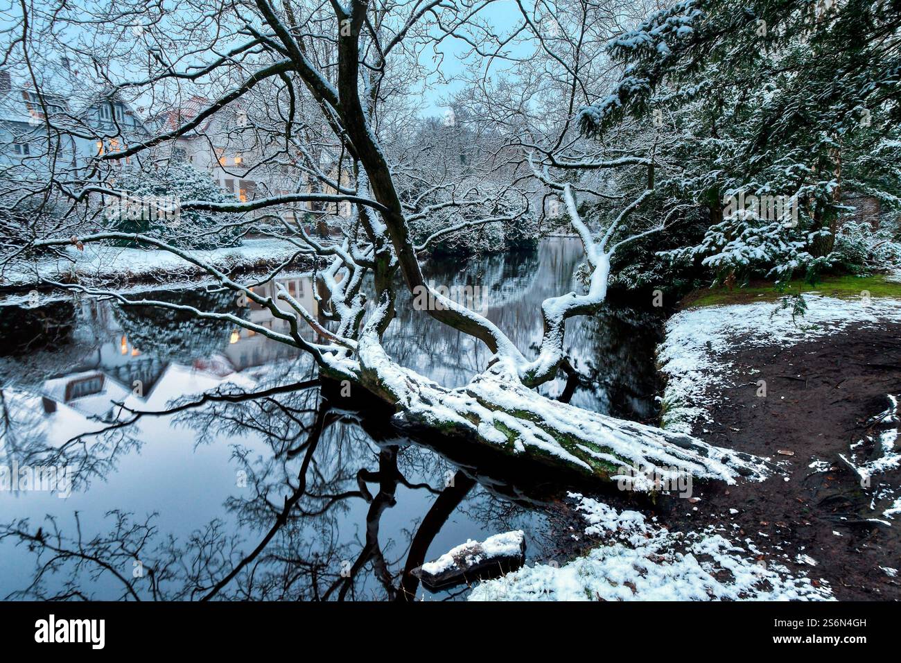 Snow-covered tree trunk in the castle garden of the city of Oldenburg ...