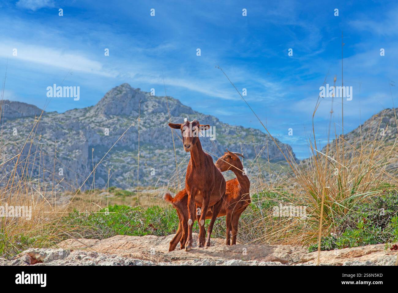 Black goat relaxing with panoramic countryside views in Mallorca during ...