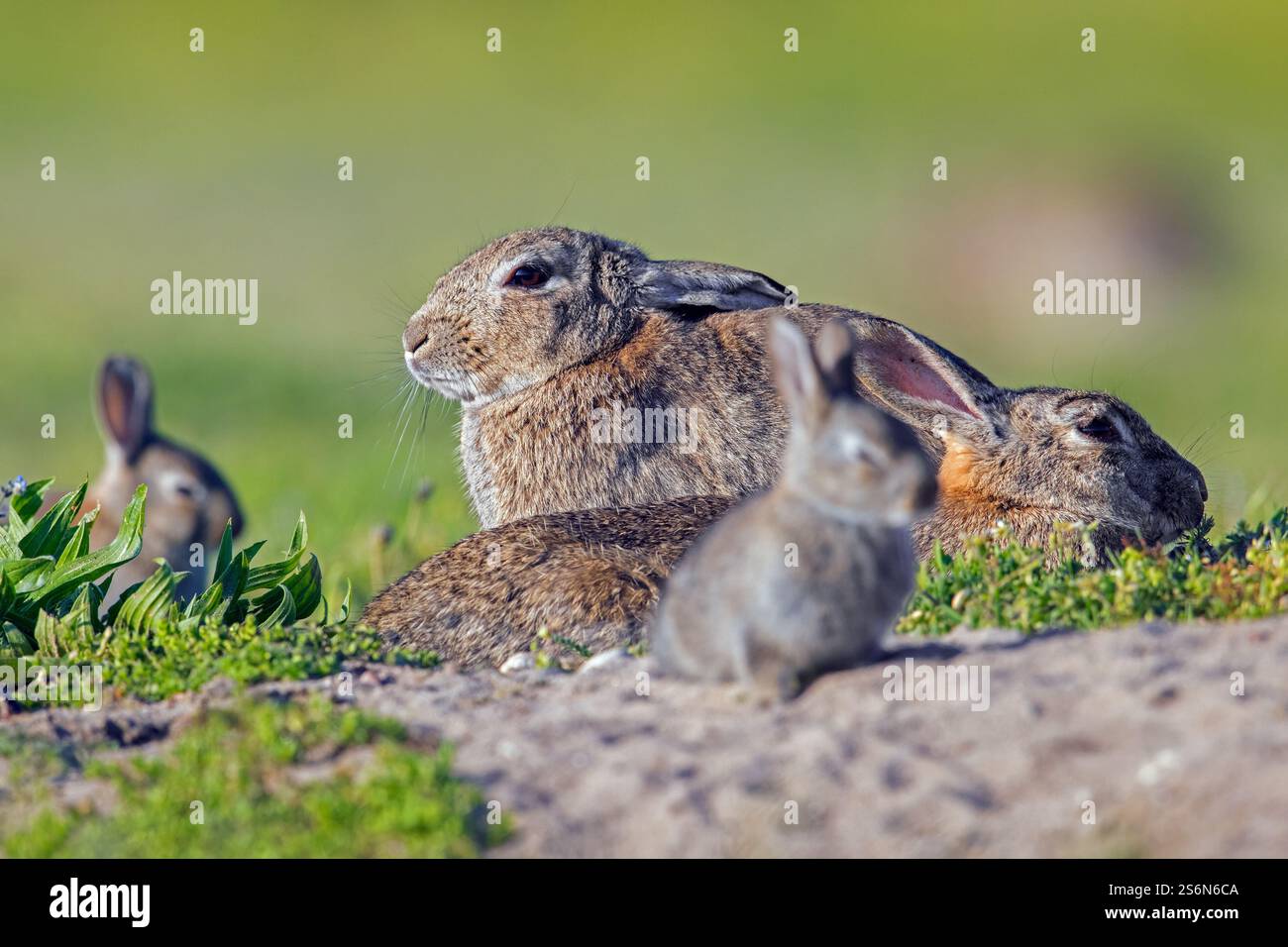 European rabbits / common rabbit (Oryctolagus cuniculus) parents with ...