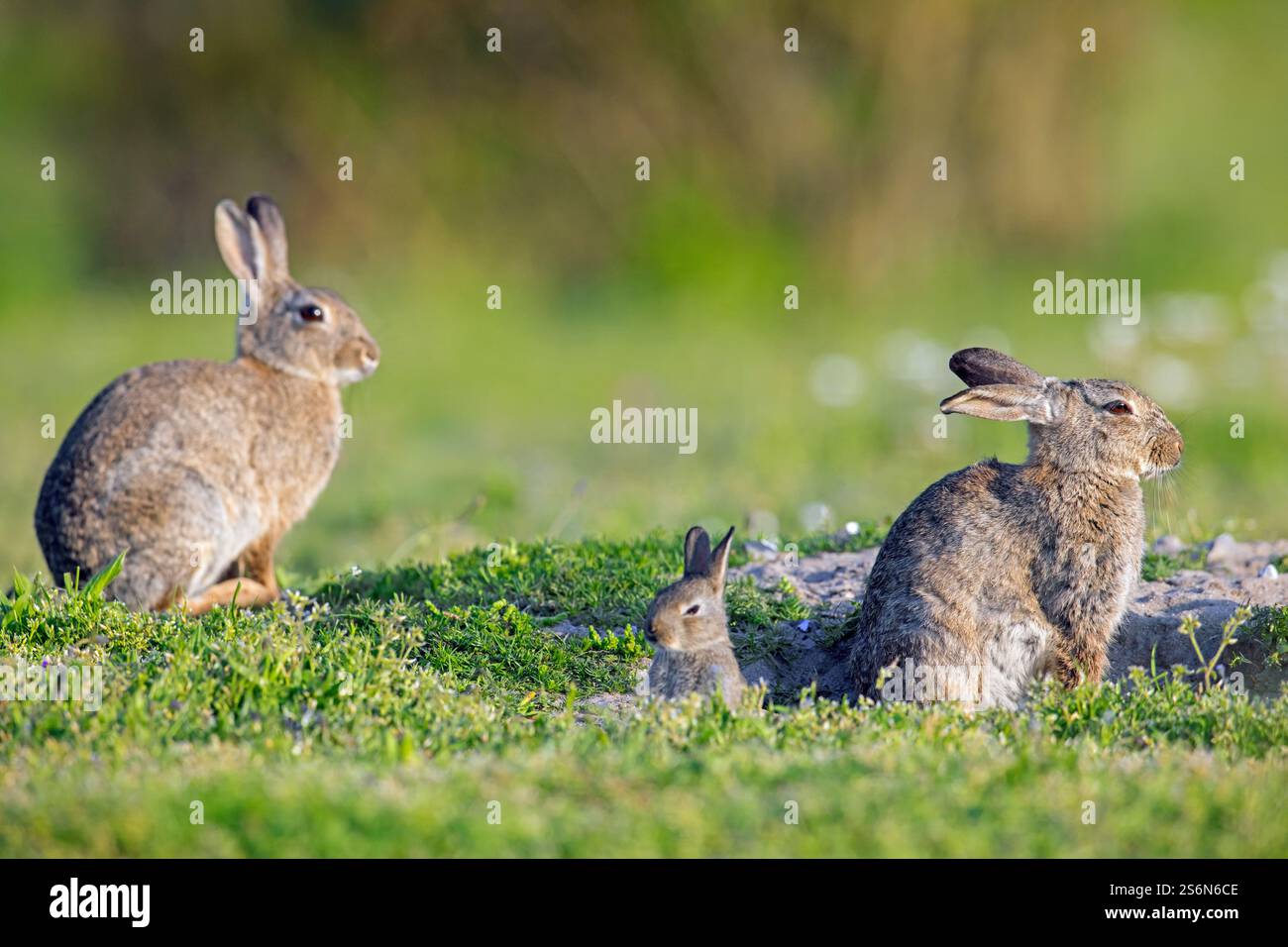 European rabbits / common rabbit (Oryctolagus cuniculus) parents with ...
