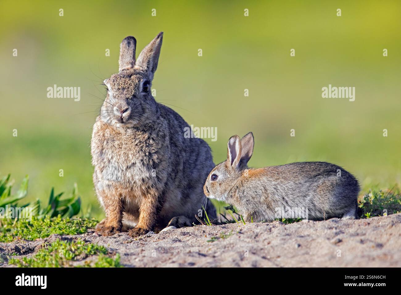 European rabbits / common rabbit (Oryctolagus cuniculus) adult with ...