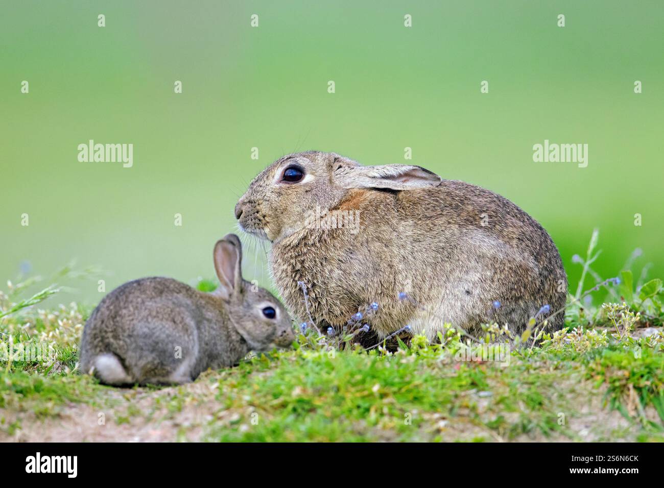 European rabbits / common rabbit (Oryctolagus cuniculus) adult with ...