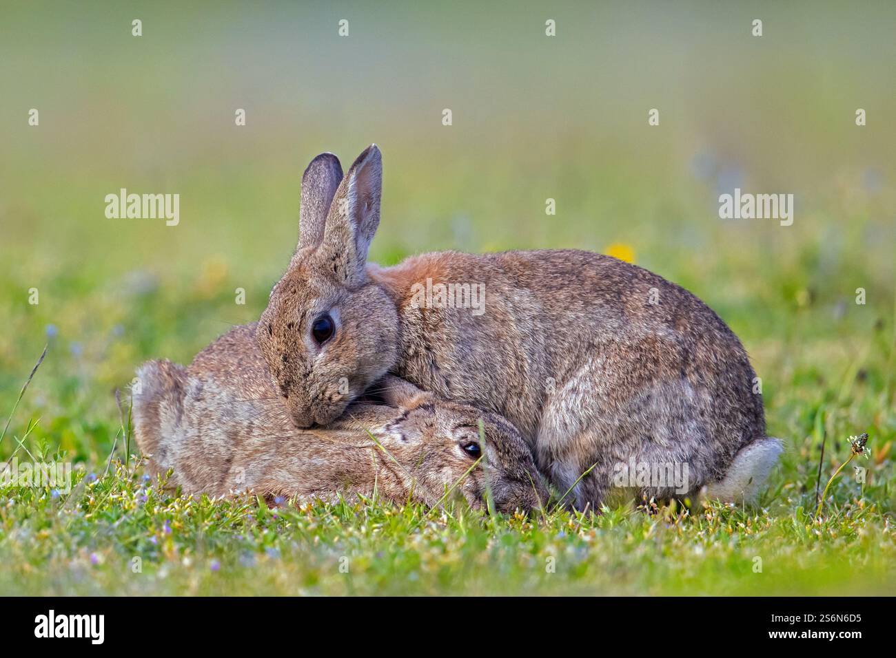 European rabbit / common rabbits (Oryctolagus cuniculus) pair grooming ...